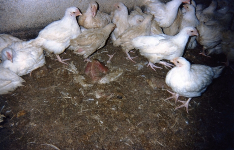 The Secret That Chicken Chains Won't Tell You - PETA LAMBS