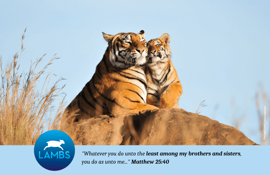 Send Love to a Friend with a PETA LAMBS E-Card!