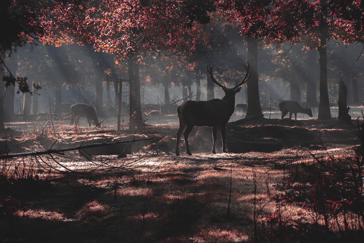 A Spiritual Reflection: What Does the Bible Say About Hunting? - PETA LAMBS