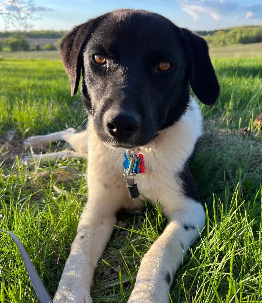 LAMBS Supporter Spotlight: Dr. Sarah Bridges - PETA LAMBS